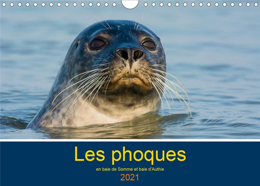 Les phoques en baie de somme et baie d'authie (calendrier mural 2021 ...