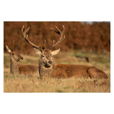 SIGMA Objectif 60-600mm f/4.5-6.3 DG DN OS SPORT compatible avec ...
