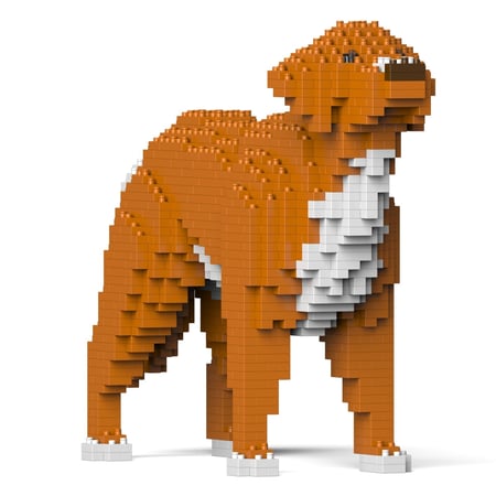 Chien Retriever de la Nouvelle-Écosse Taille standard | JEKCA | 14 ans ...