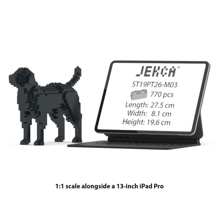 Chien Labrador Retriever noir Taille standard | JEKCA | 14 ans et ...