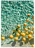 Poster Lemon Water | A3 : 29,7x42cm- Imagerie Murale - Encadrement ...