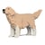 Chien Golden Retriever la queue en l'air pattes sales beige Taille ...