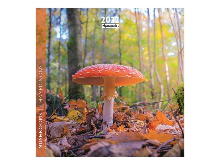 Calendrier mural 2022 - Champignons - 16 x 16 cm - Pictura ...