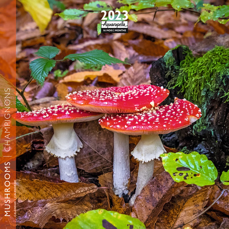 Calendrier 16x16 2023 Aquarupella - Champignons - Calendriers 2023 ...