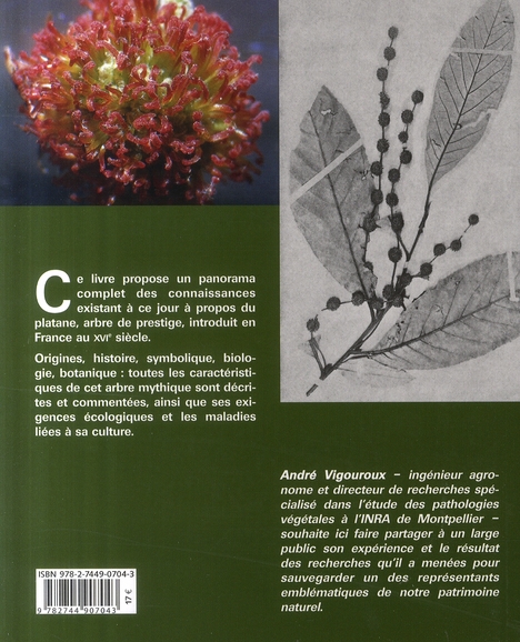 Le platane - portrait, botanique, maladies : André Vigouroux ...