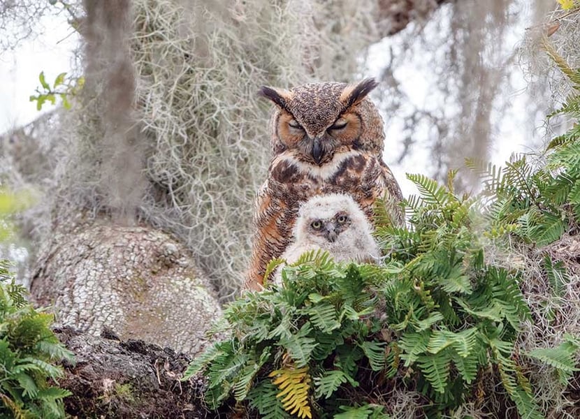 Puzzle 1000 pièces - Great Horned Owl - Cobble Hill | Cultura