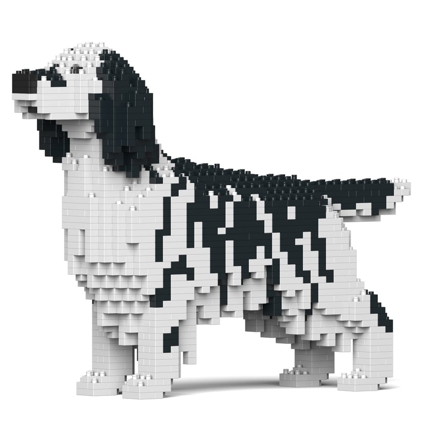 Chien Setter Anglais taches noires Taille standard | JEKCA | 14 ans et ...