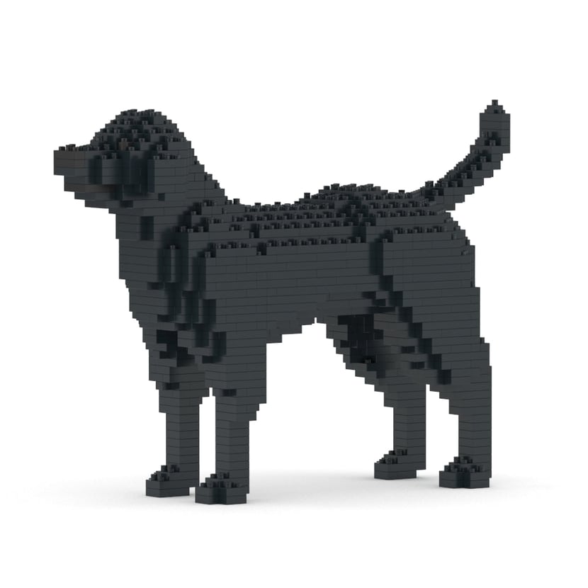 Chien Labrador Retriever noir Taille standard | JEKCA | 14 ans et ...