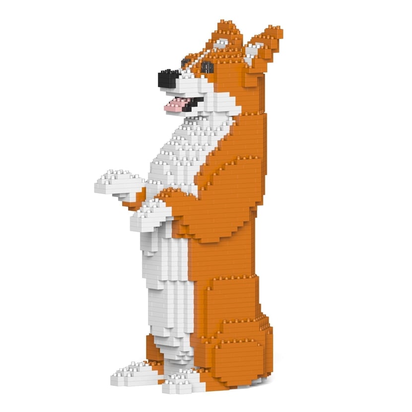 Chien Welsh Corgi debout roux Taille standard | JEKCA | 14 ans et ...