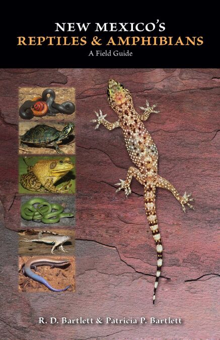 New Mexico's Reptiles and Amphibians - A Field Guide | Cultura